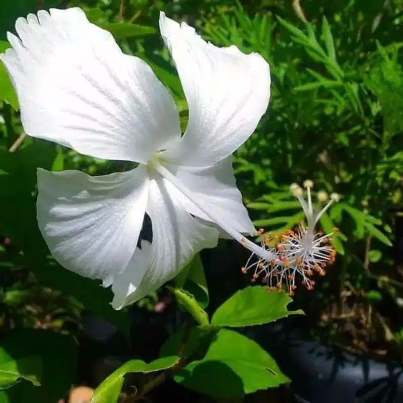 Jual TANAMAN HIAS POHON KEMBANG SEPATU BUNGA PUTIH / TANAMAN HIAS ...