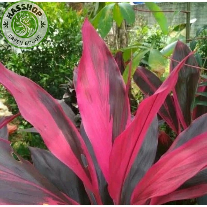 Jual tanaman hias/hanjuang merah /tanaman hanjuang merah | Shopee Indonesia