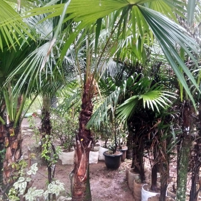 Jual Murah Tanaman Hias pohon palem sadeng minyak 2 meter up | Shopee ...