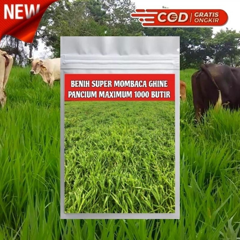 Jual Benih Super Mombaca F1 1000 Biji Bibit Mombasa pakan rumput ...
