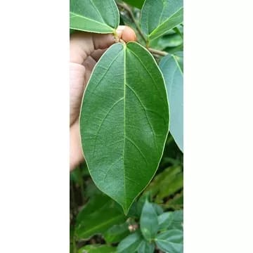 Jual Daun cincau hijau organik minuman herbal paket hemat | Shopee ...