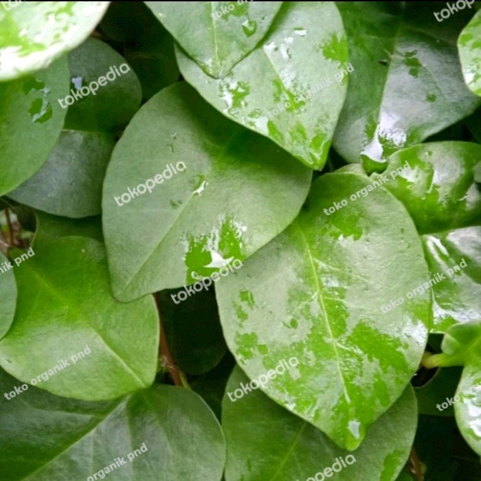 Jual Daun Binahong Hijau Segar 500g-Fras Basah Daun Obat Herbal siap ...