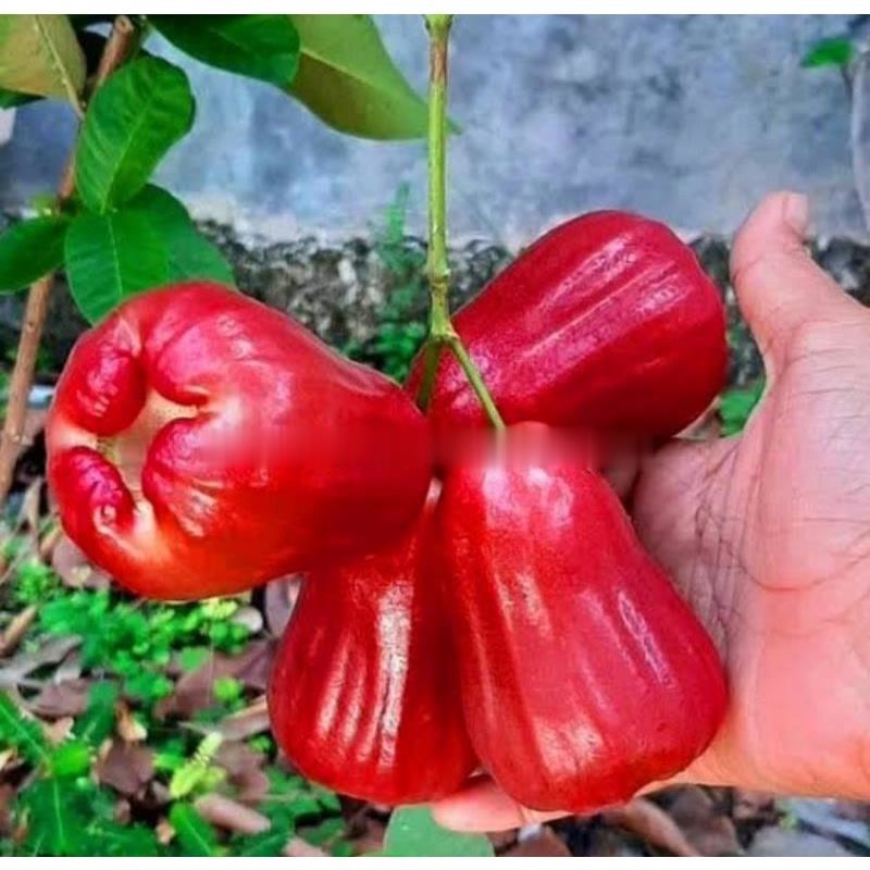 Jual Bibit Jambu Air Cincalo Merah [bisa cod] Best Seller | Shopee ...