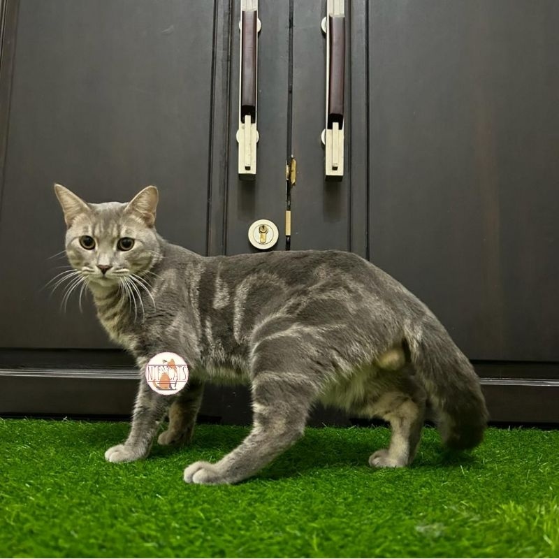 Jual Kucing Munchkin Varian (Non Standar - ns) | Shopee Indonesia