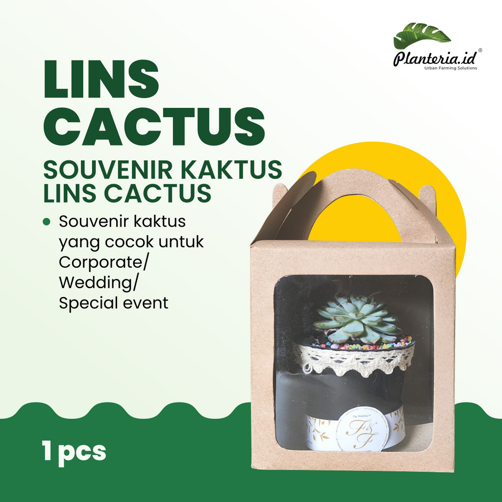 Jual Souvenir Bibit Tanaman Lins Cactus | Shopee Indonesia