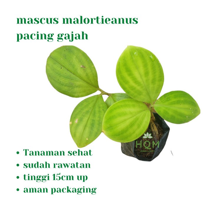 Jual Tanaman Hias Pacing Gajah / Pacing Beludru - mascus malortieanus ...