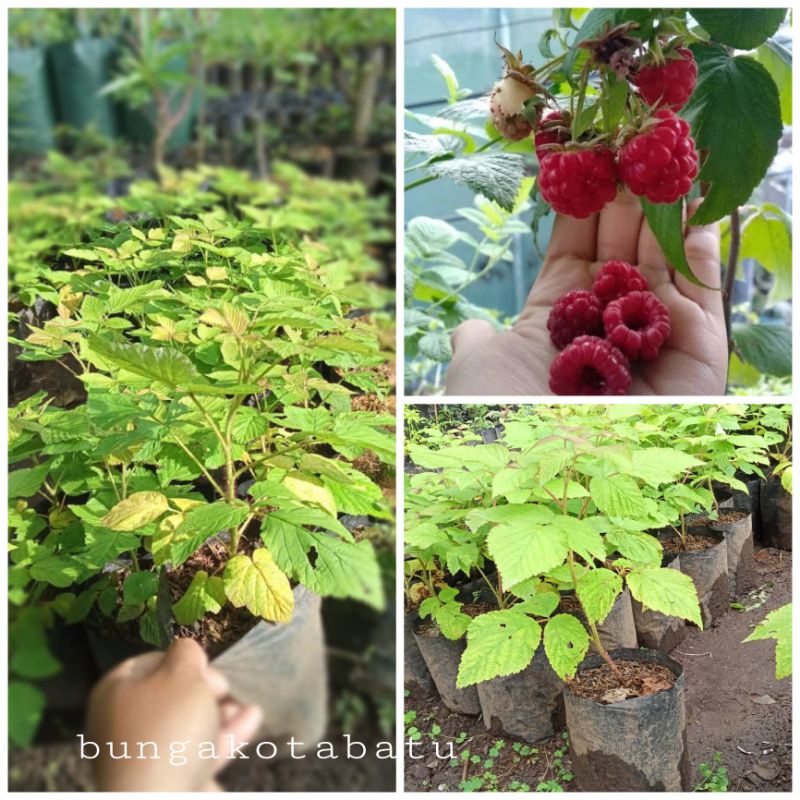 Jual BUAH RASPBERRY IMPORT POLKA (DEWASA/BESAR) - Bibit Tanaman Buah ...