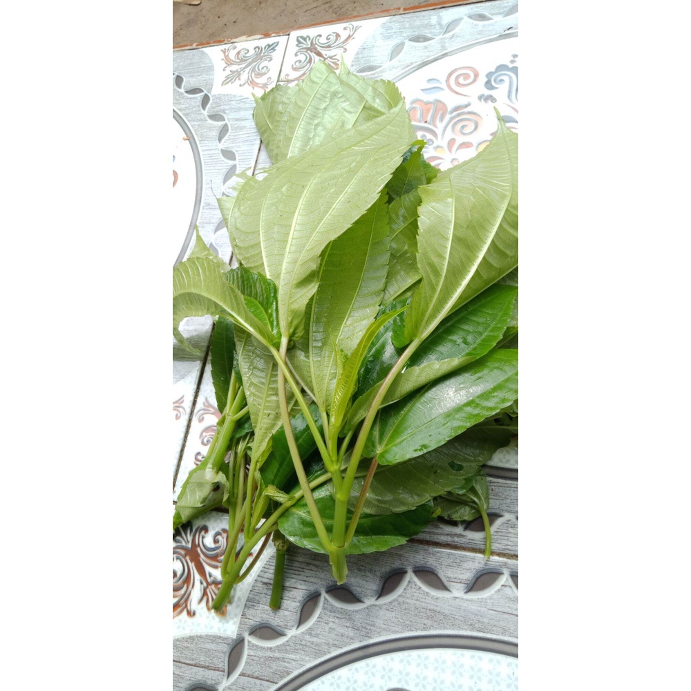 Jual DAUN POHPOHAN/lalapan pohpohan segar 300 gram | Shopee Indonesia