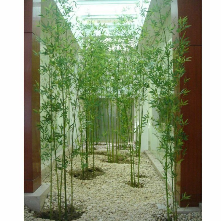 Jual promo Bibit Bambu Jepang Bambu hias mini tanaman bambu jepang siap ...