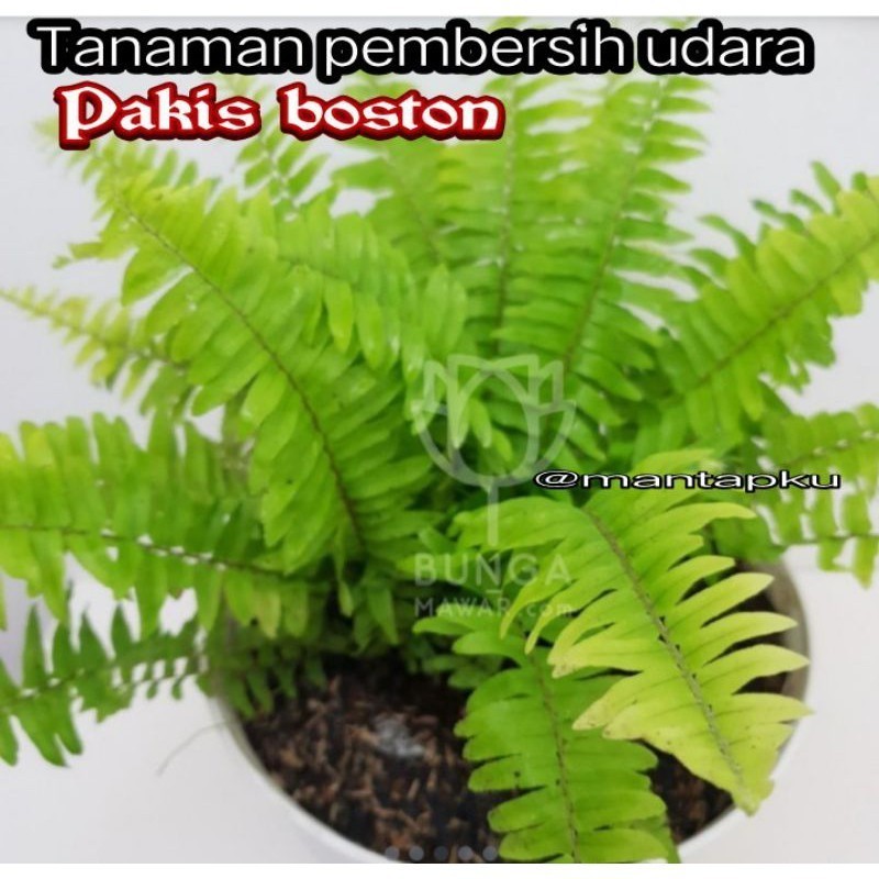Jual selalu Promo Tanaman Pembersih udara pakis boston hijau | Shopee ...