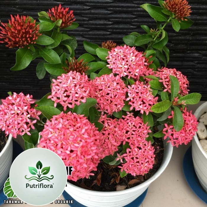 Jual ( GRATIS ONGKIR ) Tanaman hias bunga asoka pink - Bunga Asoka ...