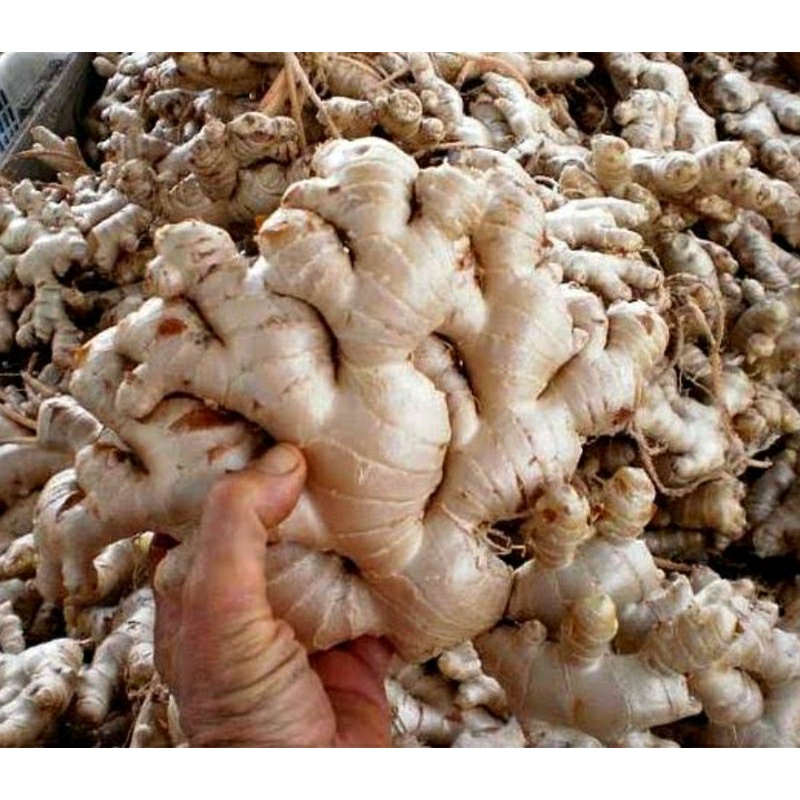 Jual jahe besar/jahe gajah 500gr | Shopee Indonesia Jual jahe besar/jahe gajah 500gr | Shopee Indonesia