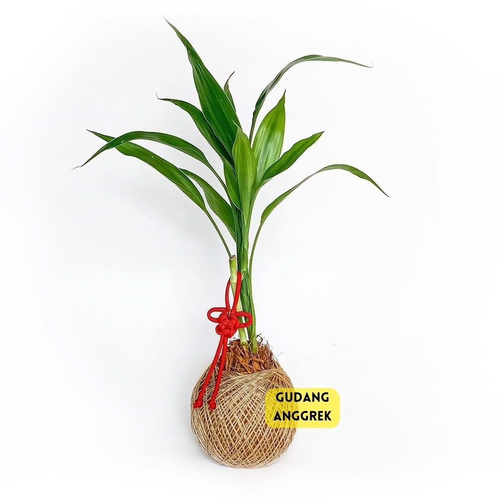 Jual bambu hoki tanaman hias sri rejeki stek pucuk | Shopee Indonesia