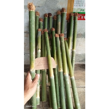 Jual obor bambu lentera lengkap dengan sumbu siap pake promo | Shopee ...