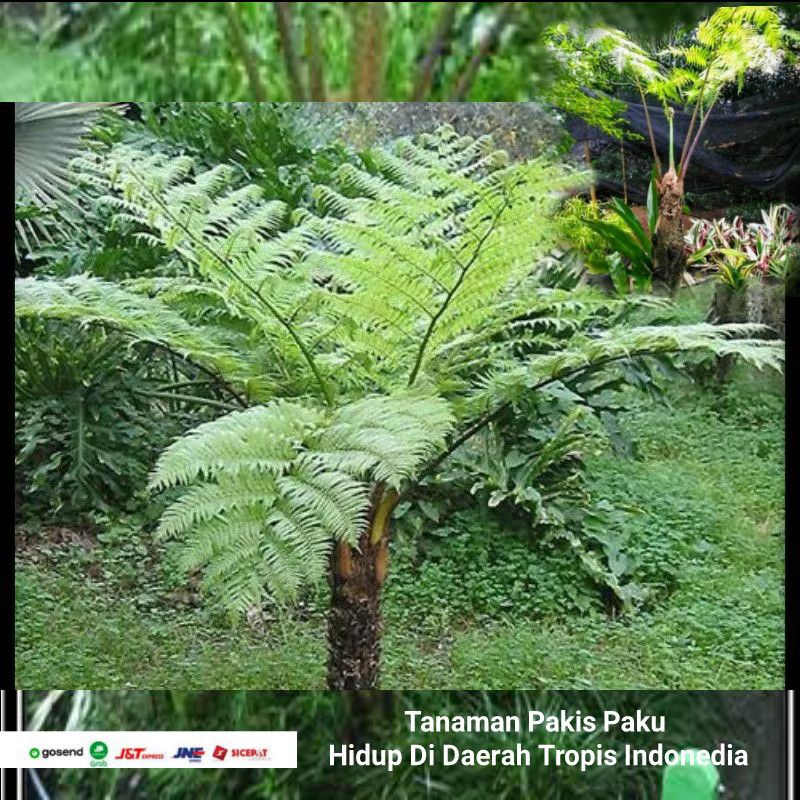Jual Bibit Tanaman Pakis Paku,pakis haji, pakis monyet pakis paku ...