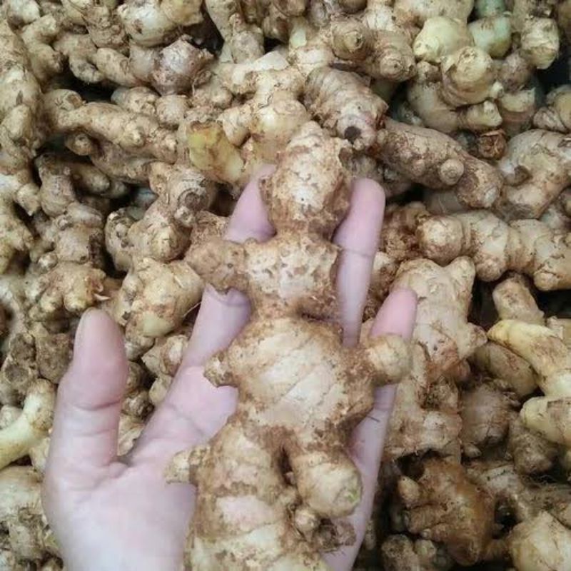 Jual promo COD JAHE EMPRIT SEGAR BERAT 250 gram fresh toko lokal ...