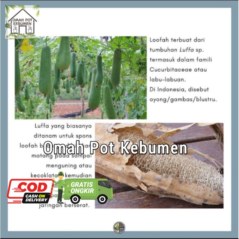 Jual RAMAH LINGKUNGAN Sponge Loofah Vegetable Spons Gambas Oyong ...