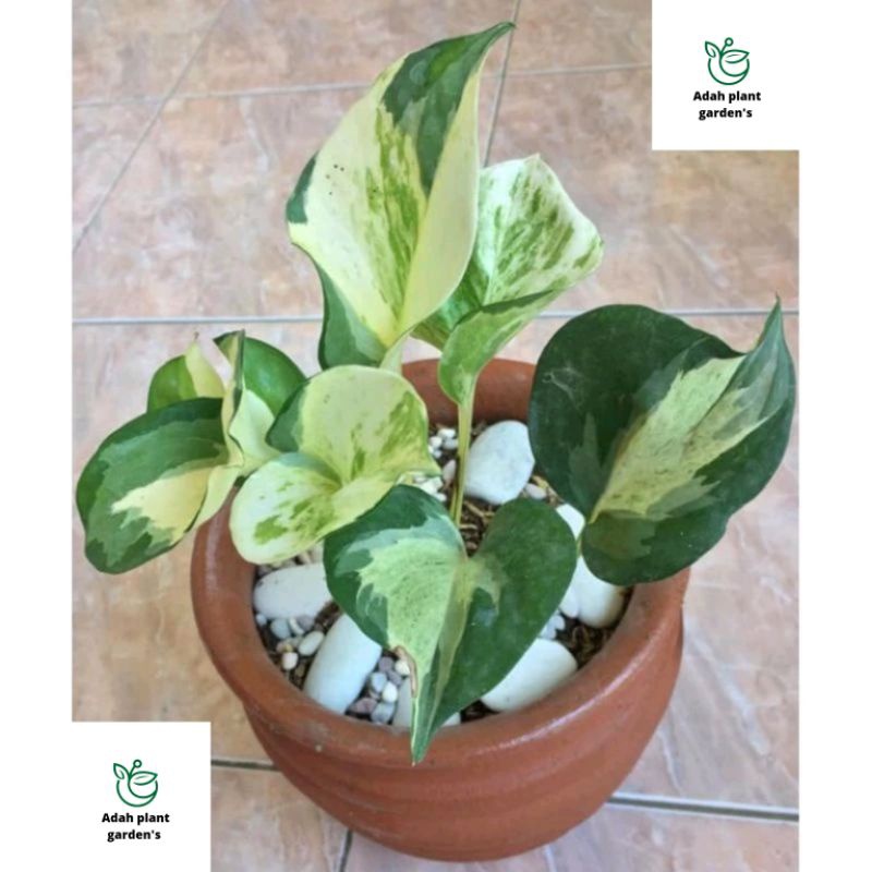 Jual -> ( BISA COD ) Tanaman Hias Sirigading Manjula Sirihgading Keong ...