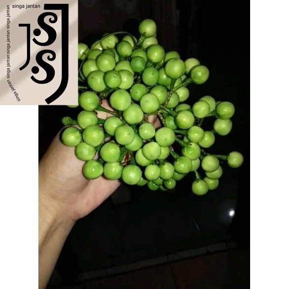 Jual Rimbang Tekokak sayur lalapan segar 500 gram | Shopee Indonesia