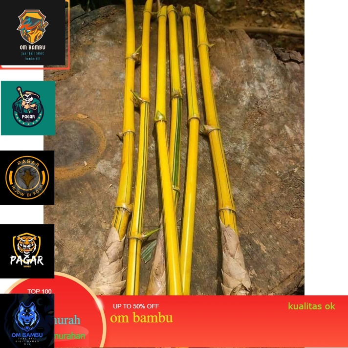Jual Bibit Bambu Kuning pengusir setan isi 5 batang terbaik | Shopee ...