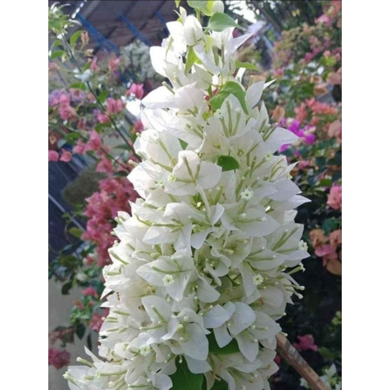 Jual Bugenvil jenis ekor musang putih original tanaman bibit bungenvil ...