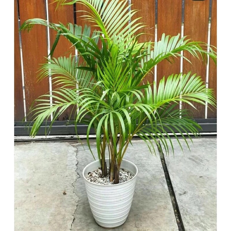 Jual Tanaman Hias Palem Kuning Indoor / Areca Palm | Palem Kuning untuk ...