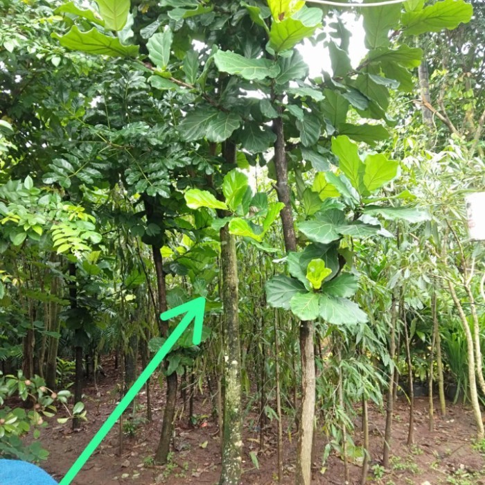 Jual Murah tanaman peneduh ketapang biola besar 4m | Shopee Indonesia