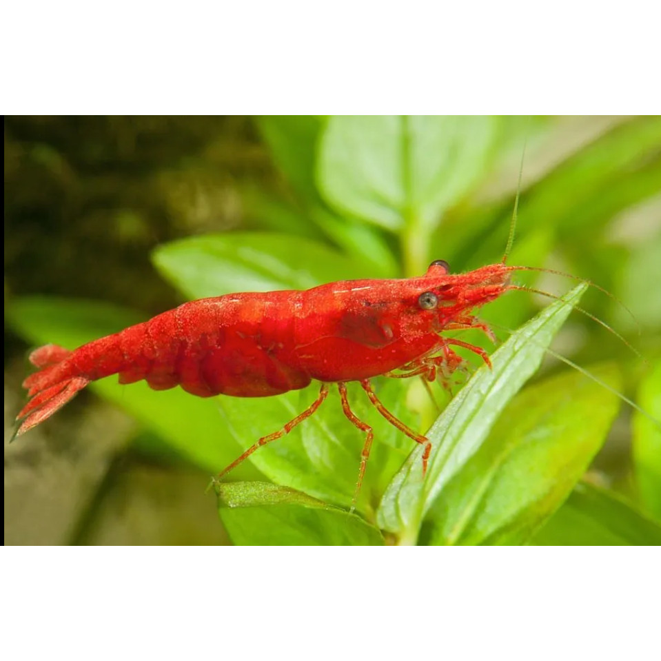Jual Ikan Udang Red Cherry Shrimp Ikan Udang Hias Aquarium Aquascape ...