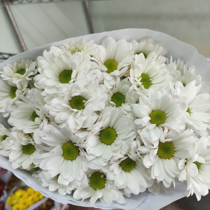 Jual Bunga Aster Jimla / Regen isi 10 Tangkai Bunga Potong Segar ...