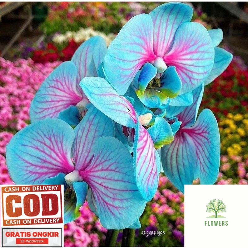 Jual Seedling Anggrek Dendrobium Galaxy / Bunga Anggrek Hidup / Angrek ...