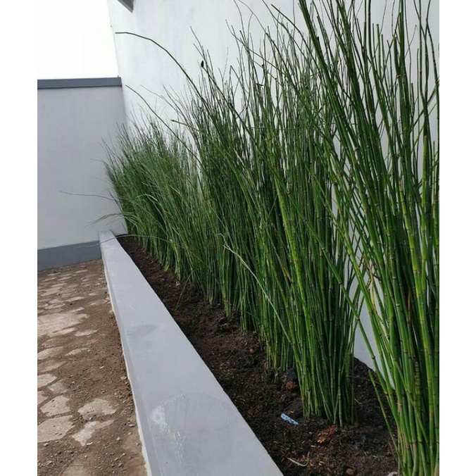 Jual Tanaman hias Bambu air / horse's tail rimbun siap tanam ( 1polybek ...