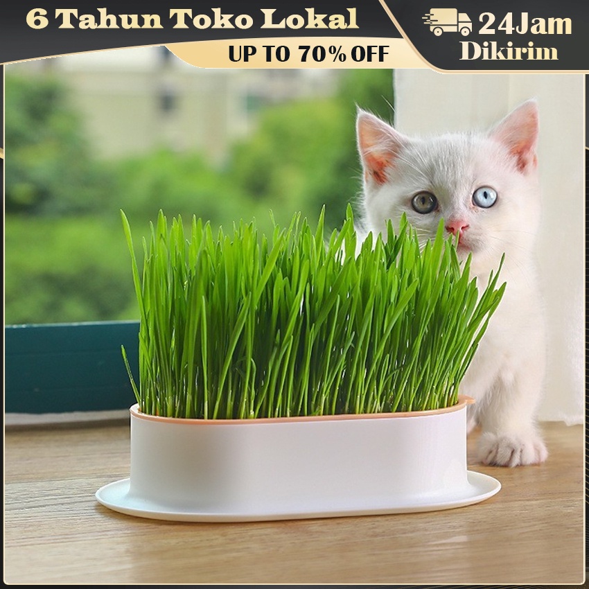 Jual Kotak Kittenweed / Tempat Tanam Rumput Untuk Kucing Cat Grass ...