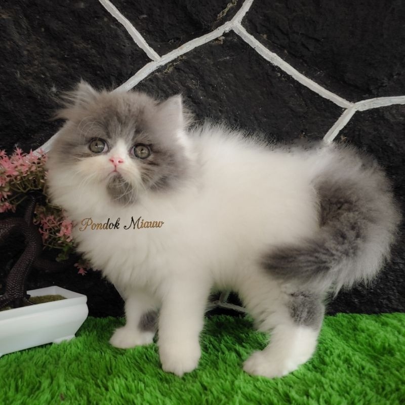 Jual Kucing Persia Kitten Anak Kucing Lucu Cantik Peaknose Flatnose Abu ...