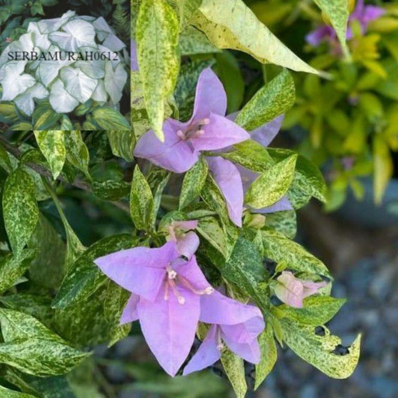 Jual TANAMAN HIAS BUGENVIL BUNGA KERTAS//BANGKOK PURPEL (TANAMAN ...