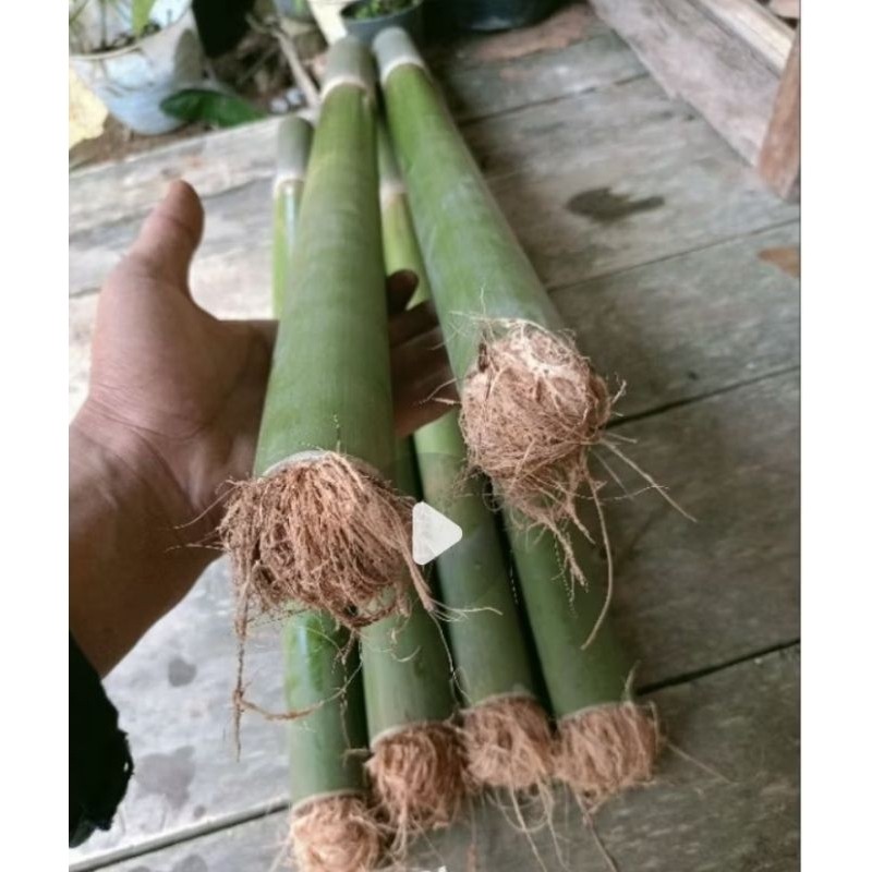 Jual Obor, oncor bambu+sumbu serabut kelapa isi 10 pcs | Shopee Indonesia