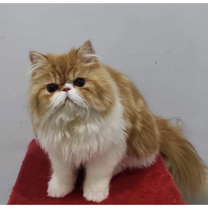Jual Kucing kitten Persia Himalaya Ragdol Peaknose Flatnose Munchkin ...