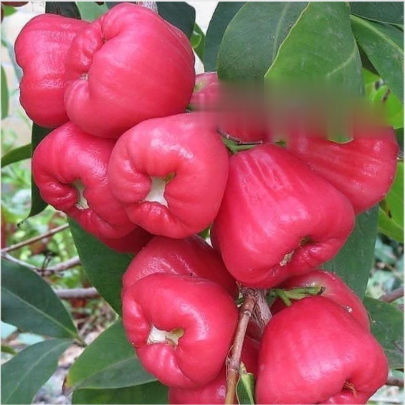 Jual bibit jambu air madu deli merah Best Seller | Shopee Indonesia