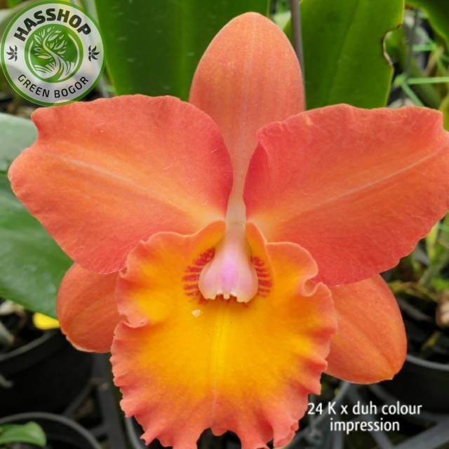 Jual Promo!!! BISA COD Anggrek cattleya RTH 24K X Duh Colour Impression ...