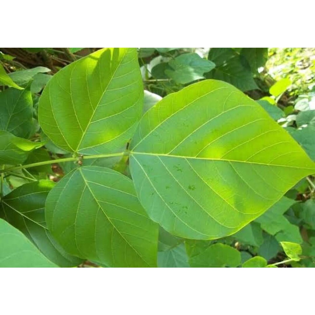 Jual Daun dadap segar 500 gram | Shopee Indonesia