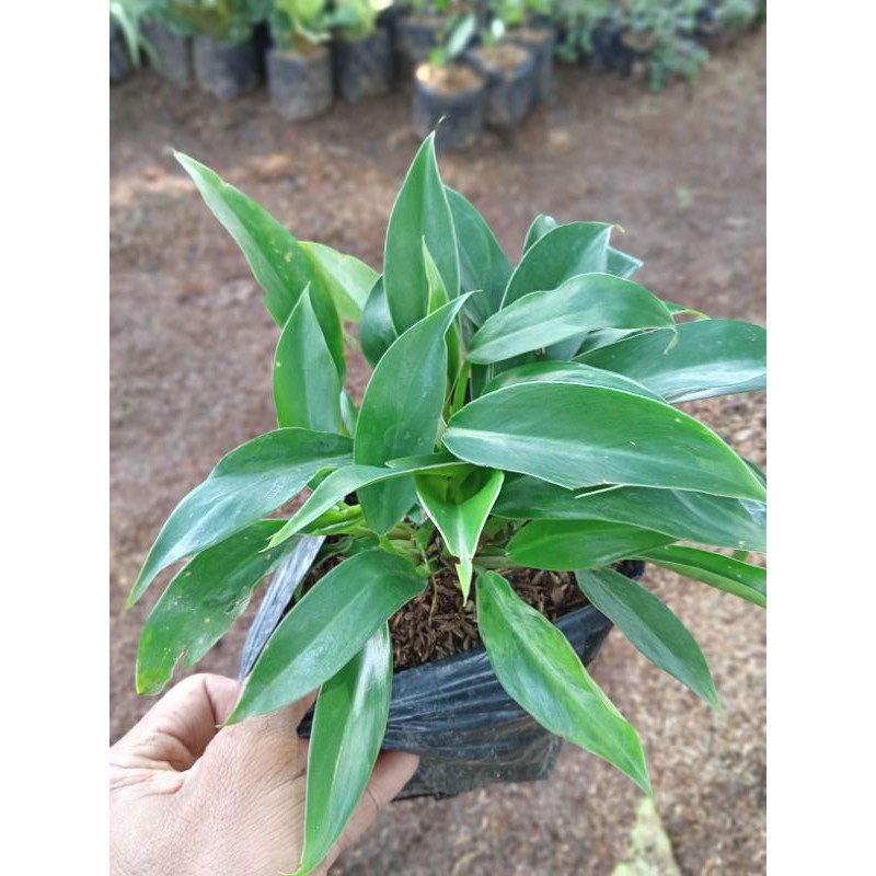 Jual TERMURAH!! Tanaman hias philodendron little phil - Philo | Shopee ...