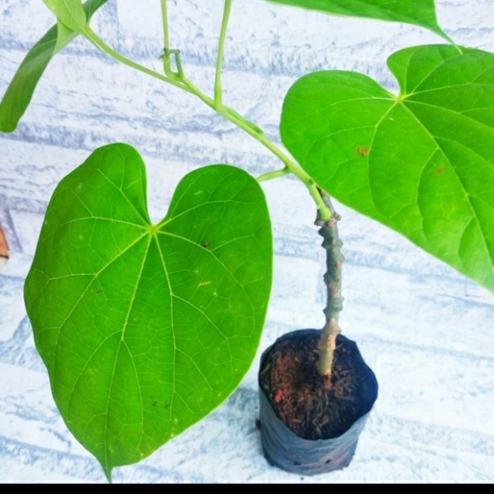 Jual Bibit Tanaman Brotowali Herbal/ Bibit Brotowali Antawali Toga ...