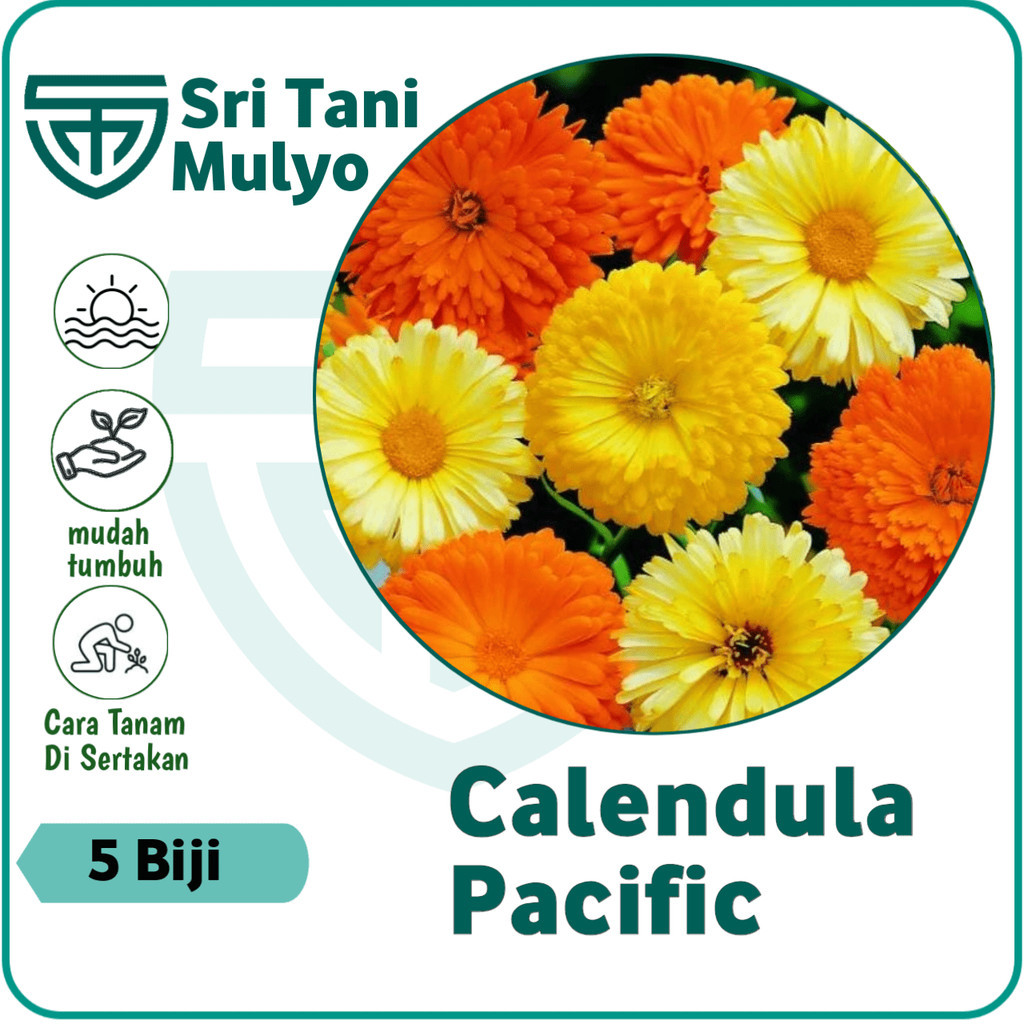 Jual 6 Benih Bunga Calendula Art Shades Import Sri Tani Mulyo | Shopee ...