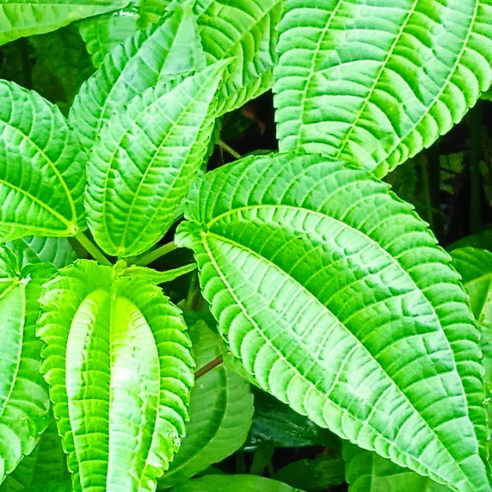 Jual daun lalap pohpohan segar 500 gram | Shopee Indonesia