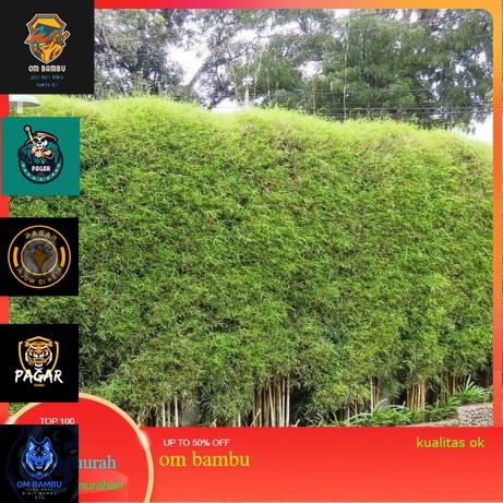 Jual Tanaman hias pohon bambu jepang untuk pagar PROMO | Shopee Indonesia