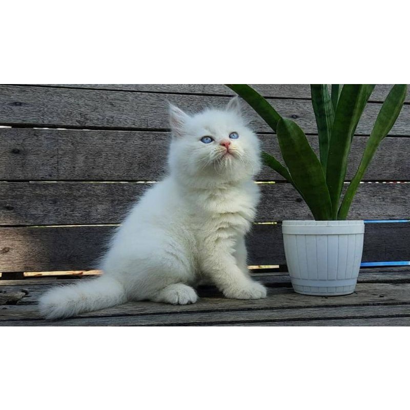Jual Kucing Persia X Himalaya Blue eyes | Shopee Indonesia
