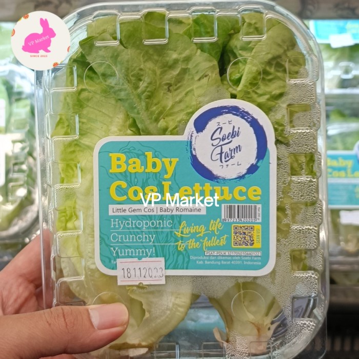 Jual Soebi Farm Baby Cos Lettuce 200g | Baby Romaine | Pack | Shopee ...
