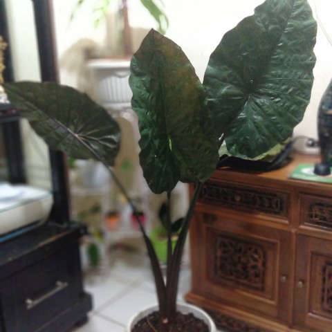 Jual Tanaman Hias Alocasia Plumbea / Sente Hitam / Tales Hitam BIG SIZE ...