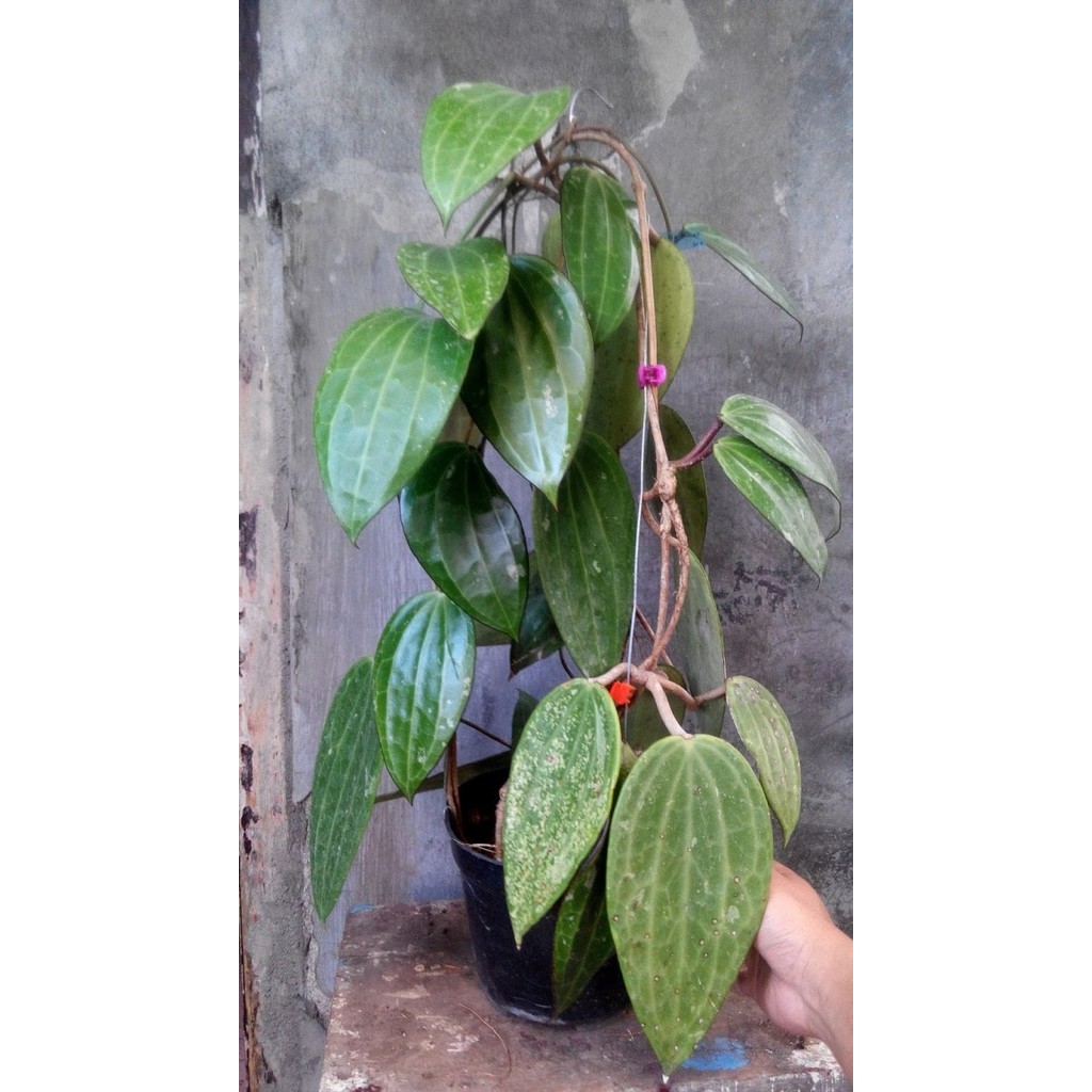 Jual Tanaman hias pot gantung Hoya macrophylla Rimbun | Shopee Indonesia