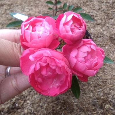 Jual Tanaman hias berbunga mawar rambat kubis pink dan putih | Shopee ...