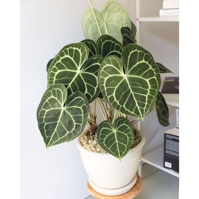 Jual Tanaman Hias Kuping Gajah - Anthurium Hidup - Tanaman Hias hidup ...